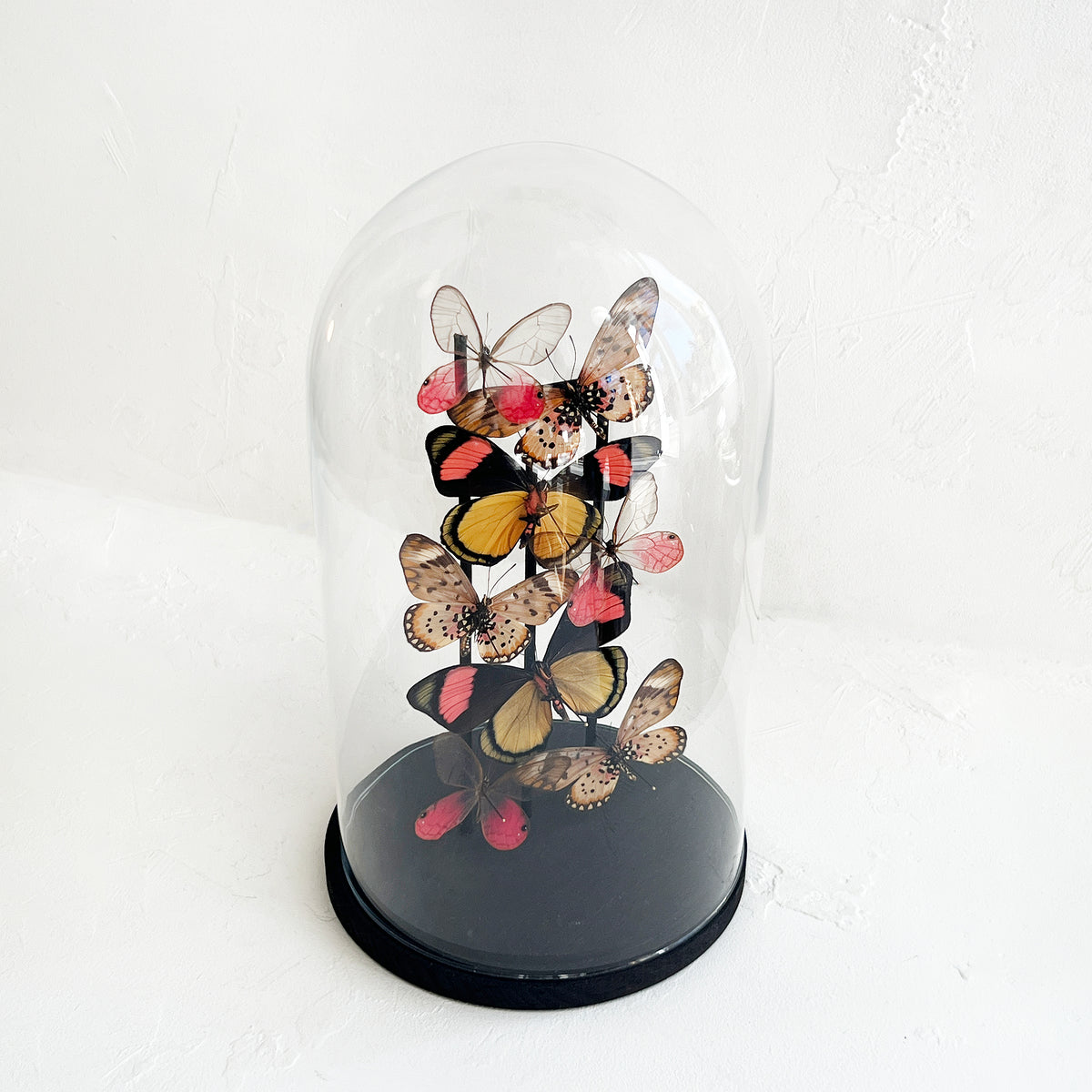 Butterfly Dome in Pinks – Wilderhouse