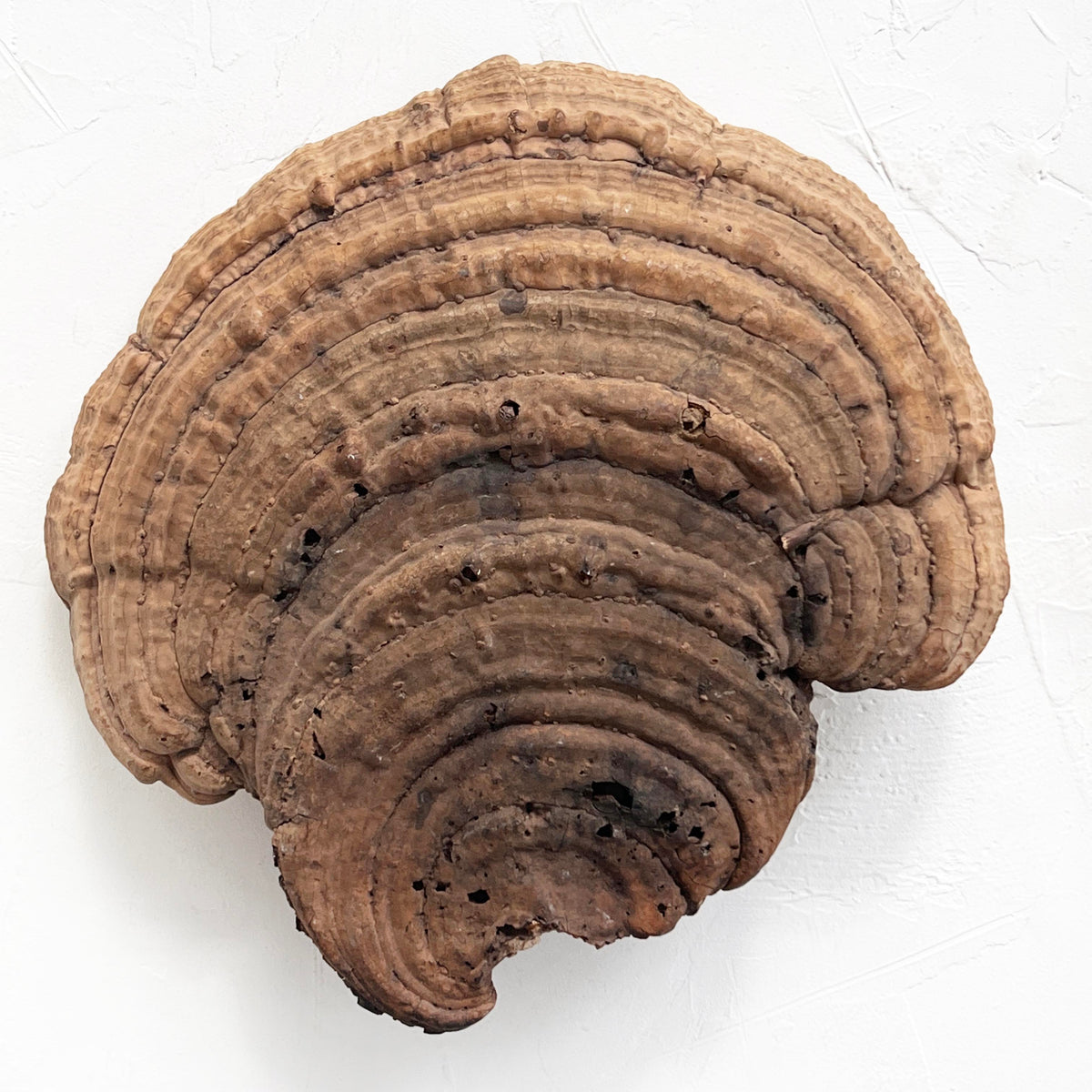 Large Polypore Bracket Fungi – Wilderhouse